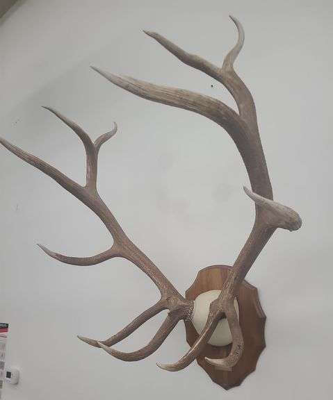 large 6x6 Elk Rack - Kramer Auction LLC