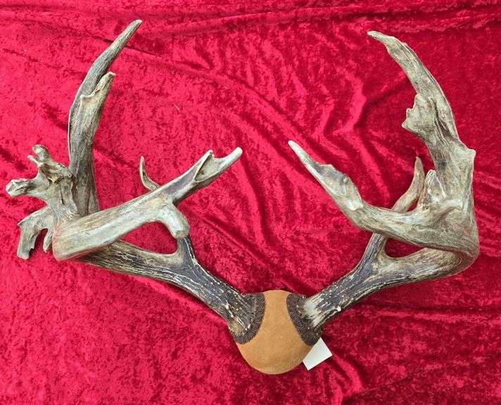 Large Nontypical Whitetail Rack - Kramer Auction LLC