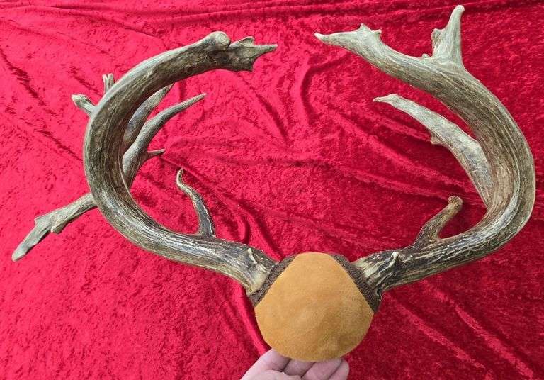 Large Nontypical Whitetail Rack - Kramer Auction LLC