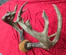 Large Nontypical Whitetail Rack - Kramer Auction LLC
