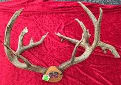 Large Nontypical Whitetail Rack - Kramer Auction LLC