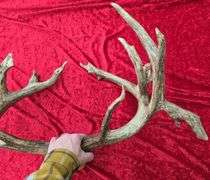 Large Nontypical Whitetail Rack - Kramer Auction LLC