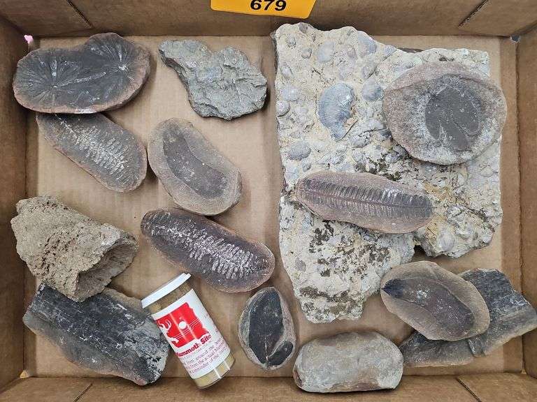 flat of Sorted Fossils & Rocks - Kramer Auction LLC