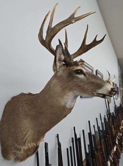large 10 Point Whitetail Mount - Kramer Auction LLC