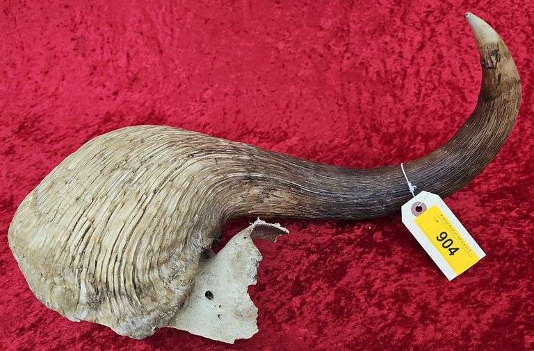 Musk Ox Horn - Kramer Auction LLC