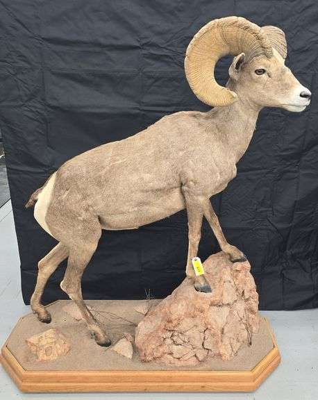Full Body Arizona Desert Bighorn Sheep Mount - Kramer Auction LLC