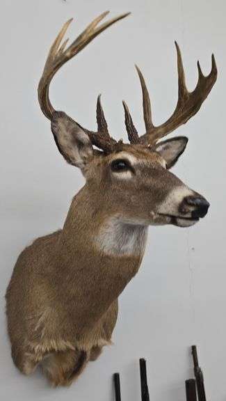 large 10 Point Whitetail Mount - Kramer Auction LLC