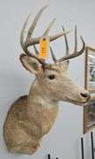 9 Point Whitetail Mount - Kramer Auction LLC