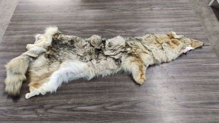Coyote Pelt, Nice & Clean! - Kraupie's Real Estate & Auctioneers