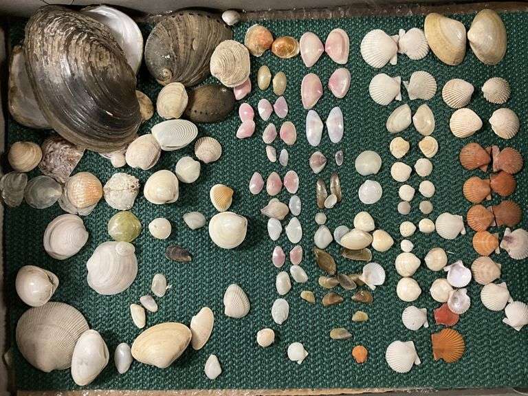 Misc. clam shells - Legacy Auction Company
