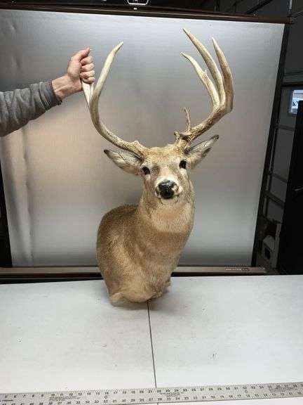 Mounted deer - Legacy Auction Company