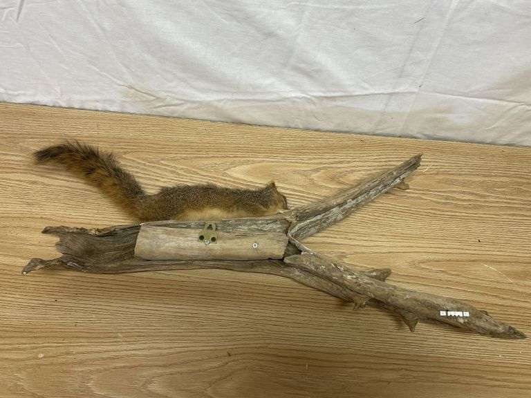 Squirrel mount - Legacy Auction Company