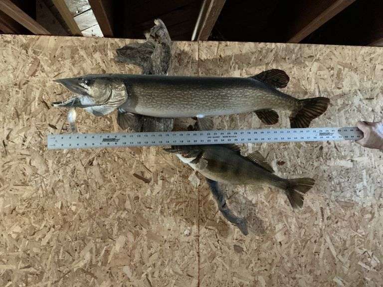 Fish mount - Legacy Auction Company