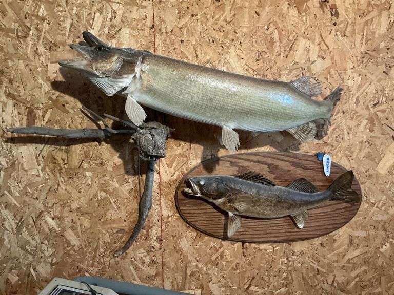 2 fish mounts - Legacy Auction Company