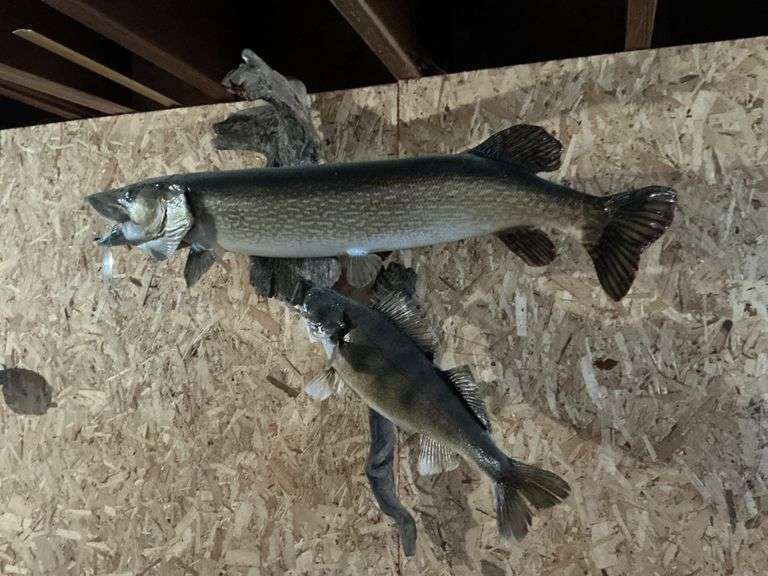 Fish mount - Legacy Auction Company