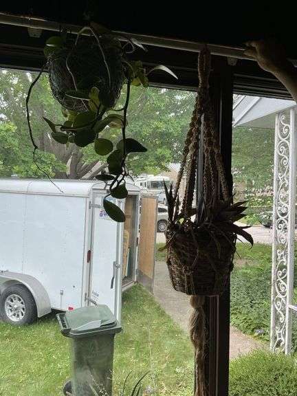 (2) hanging plants - Legacy Auction Company