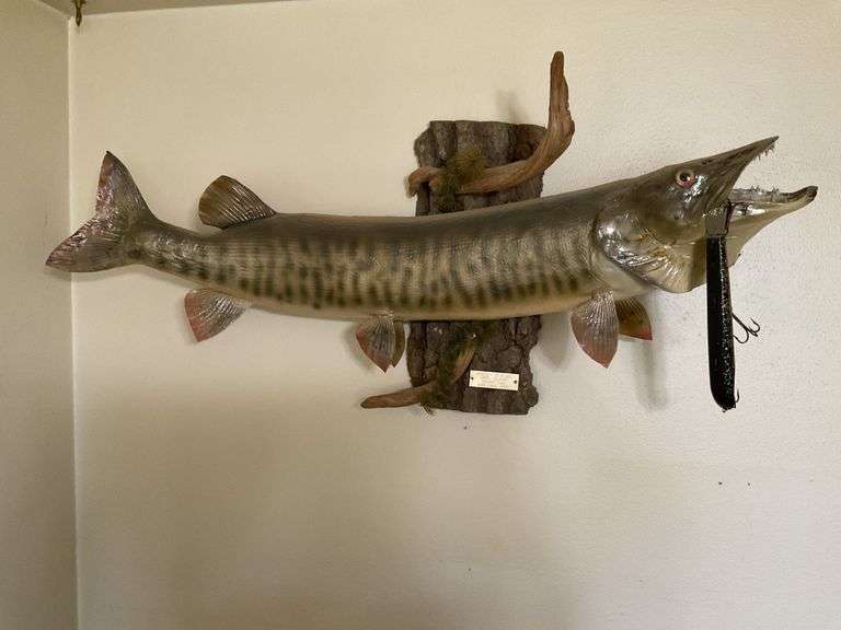 Musky fish mount - Legacy Auction Company