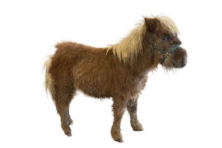 Nebula, a yearling gray miniature horse filly - Waverly Sales Company