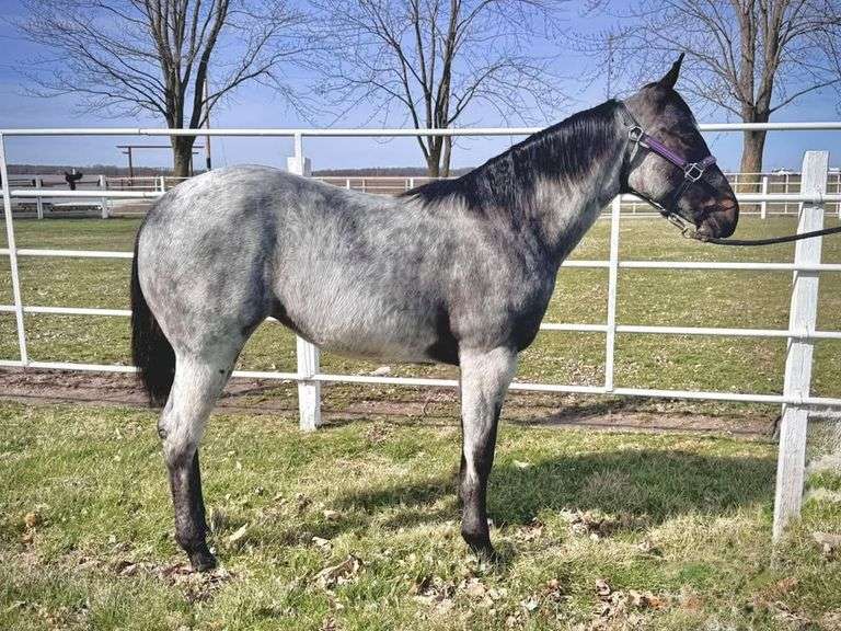 Juliet, a yearling bay roan QH Percheron filly - Waverly Sales Company