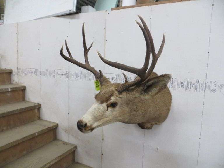 10-Point Mule Deer Shoulder Mount - Lambrecht Auction, Inc.