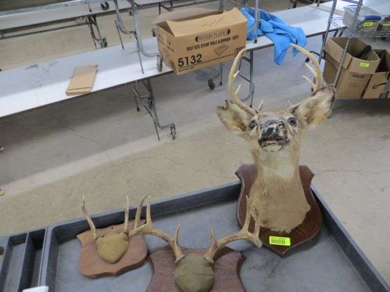 Small 10-Point Buck Mount, Antlers on Plaques - Lambrecht Auction, Inc.