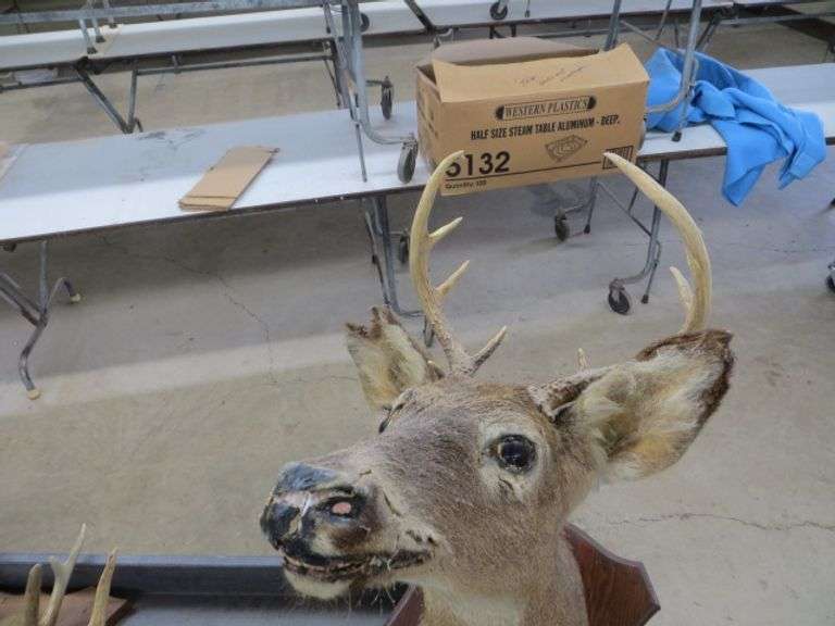 Small 10-Point Buck Mount, Antlers on Plaques - Lambrecht Auction, Inc.