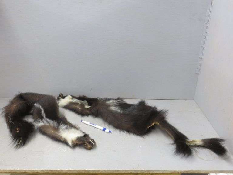 Skunk Pelts (for Gloves) - Lambrecht Auction, Inc.