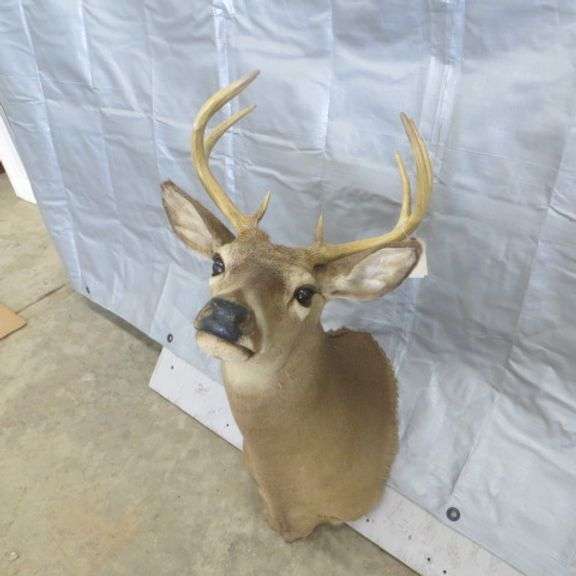 8 Point Whitetail Shoulder Mount - Lambrecht Auction, Inc.