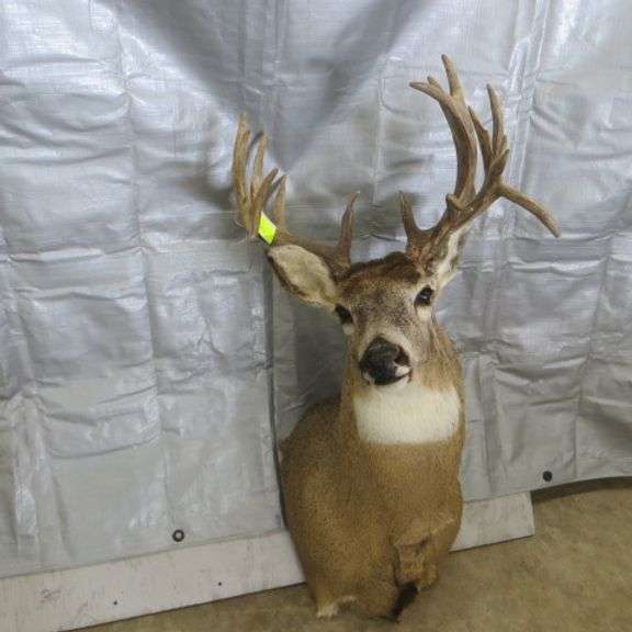 18 Point Irregular Rack Shoulder Mount - Lambrecht Auction, Inc.