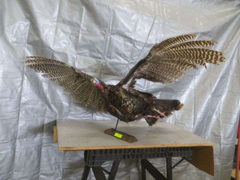 Turkey in Flight Mount - Lambrecht Auction, Inc.