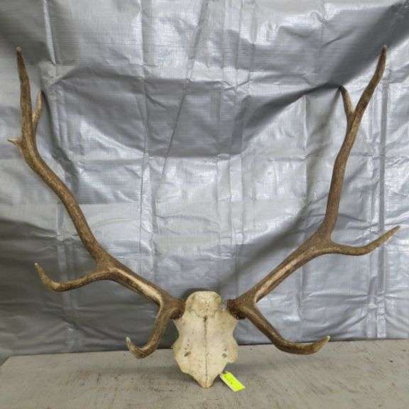 4x4 Elk Antlers - Lambrecht Auction, Inc.