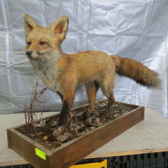 Red Fox Full Body Mount - Lambrecht Auction, Inc.