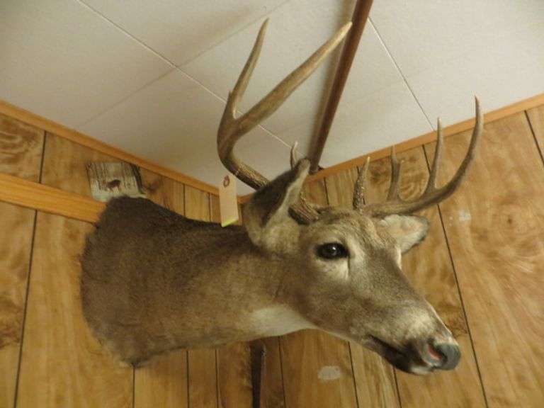 Eight Point White Tail Shoulder Mount - Lambrecht Auction, Inc.
