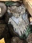 9 ft Murderous Maple - Lambrecht Auction, Inc.