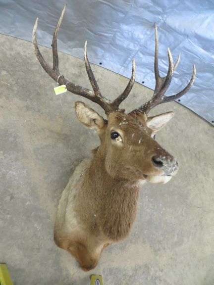 4x4 Elk Mount - Dirty, See Details - Lambrecht Auction, Inc.