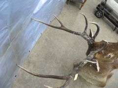 4x4 Elk Mount - Dirty, See Details - Lambrecht Auction, Inc.