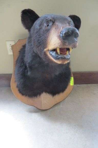 Black Bear Shoulder Mount - Lambrecht Auction, Inc.