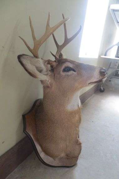 Whitetail Mount - 8 Pointer - Lambrecht Auction, Inc.