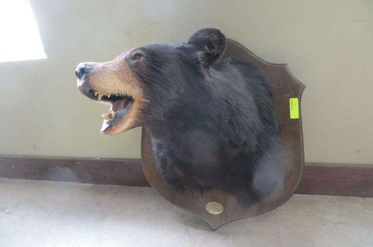 Black Bear Shoulder Mount - Lambrecht Auction, Inc.