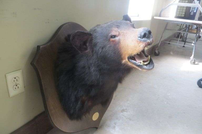 Black Bear Shoulder Mount - Lambrecht Auction, Inc.