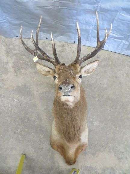 4x4 Elk Mount - Dirty, See Details - Lambrecht Auction, Inc.