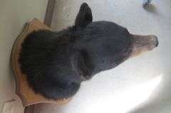 Black Bear Shoulder Mount - Lambrecht Auction, Inc.