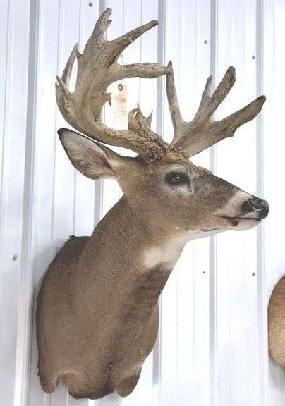 Trophy Shoulder Whitetail Deer Mount "2-Year-Old" - Langham Auctioneers