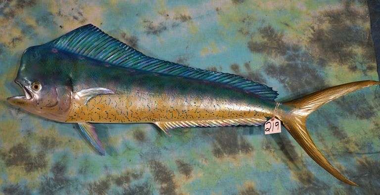 53" Dorado Fiberglass Reproduction Taxidermy Saltwater Quality Fish ...