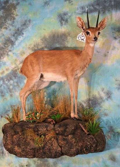 African Stienbuck Full Body Mount in Habitat Taxidermy - Leap Auctions, LLC