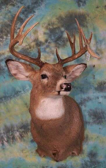 Nice! 15pt. Kansas Double Drop Whitetail Buck Shoulder Taxidermy Mount ...