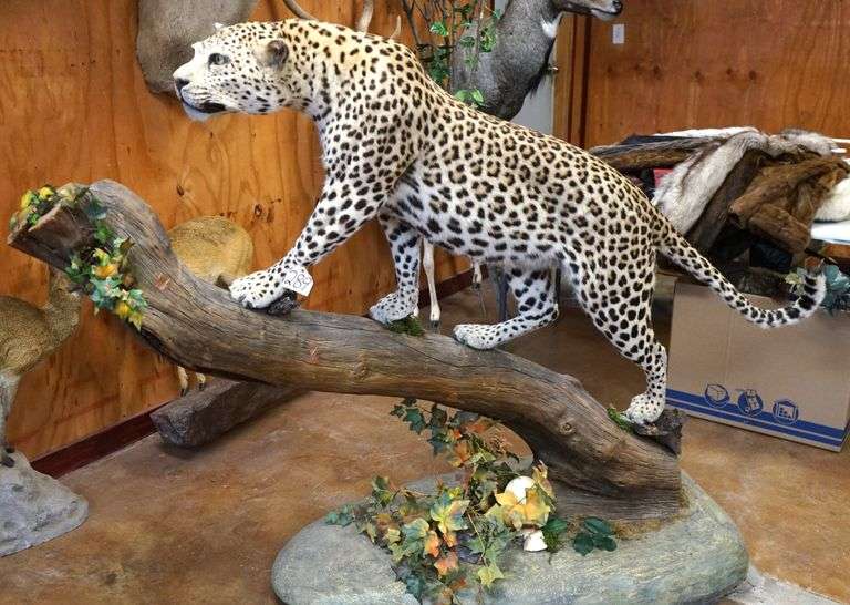 Awesome Full Body African Leopard Taxidermy Mount in Habitat **TEXAS ...