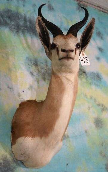 Common Springbuck Gazelle Shoulder Taxidermy Mount - Leap Auctions, LLC