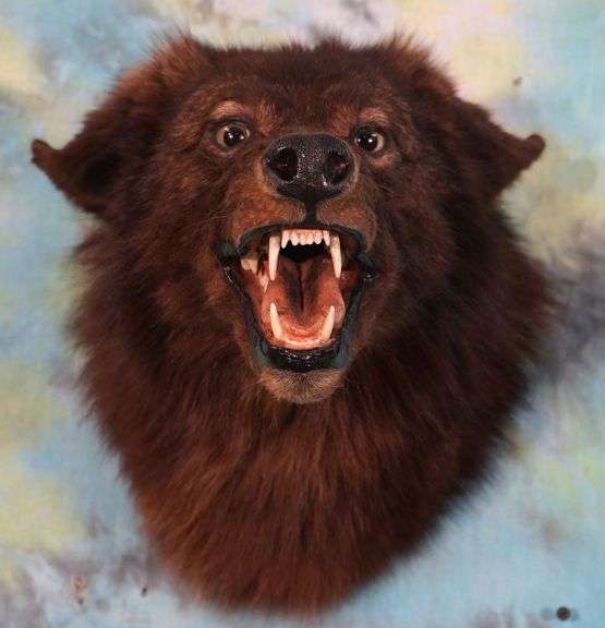 Awesome! Black Timber Wolf Shoulder Taxidermy Mount - Leap Auctions, LLC