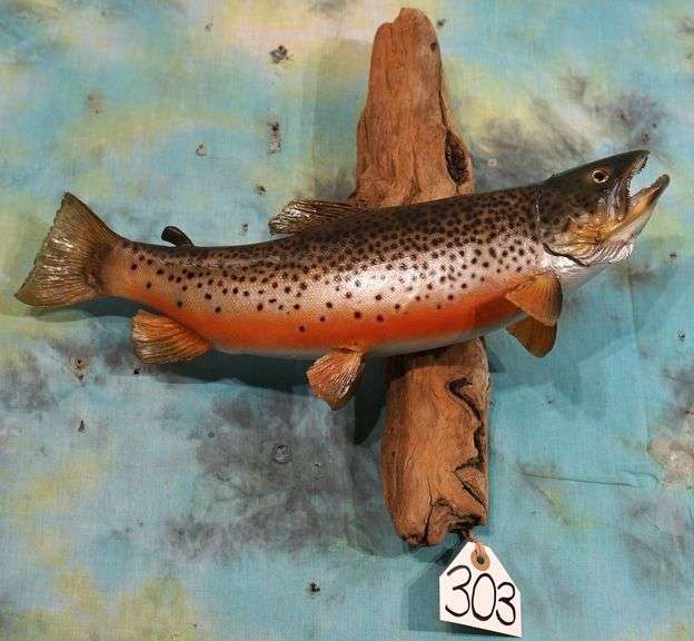 19 1/4" Real Skin Brook Trout Taxidermy Fish Mount - Leap Auctions, LLC